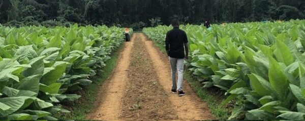 What is Grabba - Original Grabba tobacco Leaf