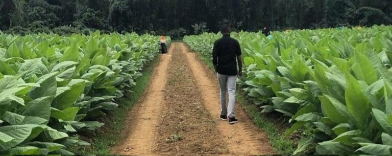 What is Grabba - Original Grabba tobacco Leaf